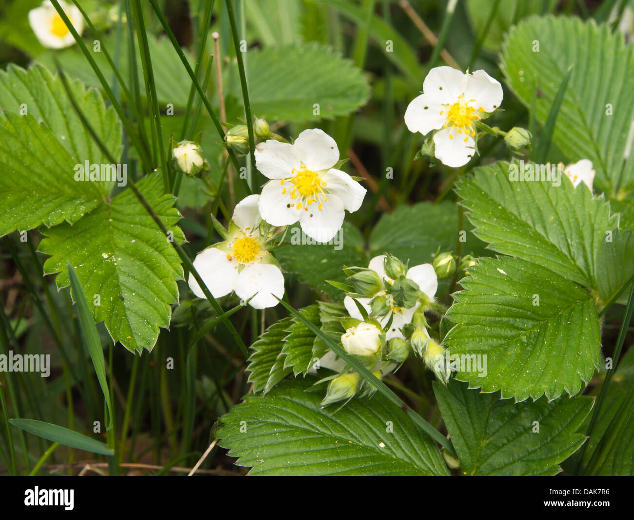 Strawberry flower buds hi-res stock photography and images - Alamy