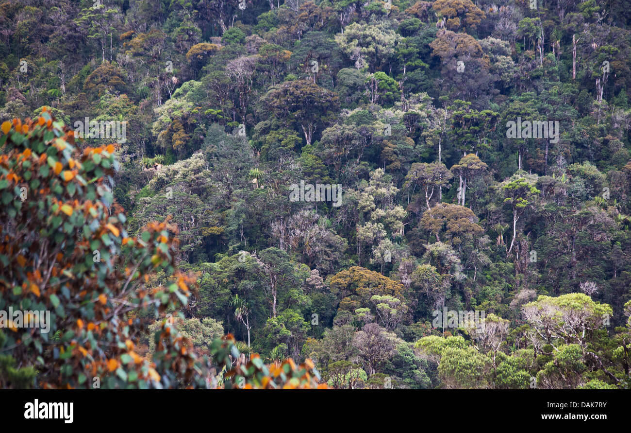 High altitude temperate rainforest in the highlands of Papua New Guinea ...