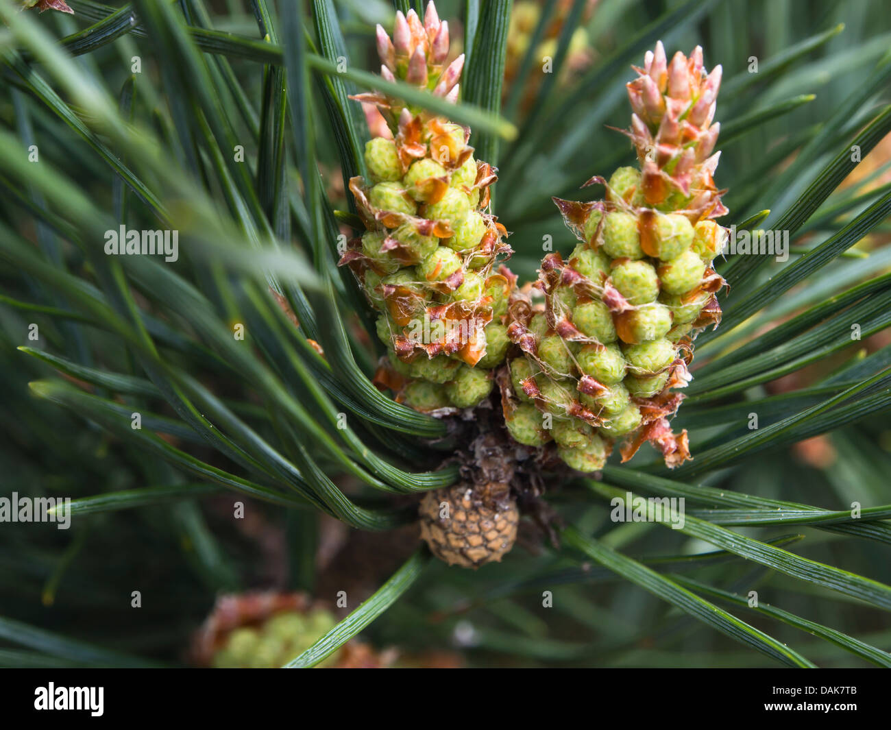 Flowering pine hi-res stock photography and images - Alamy