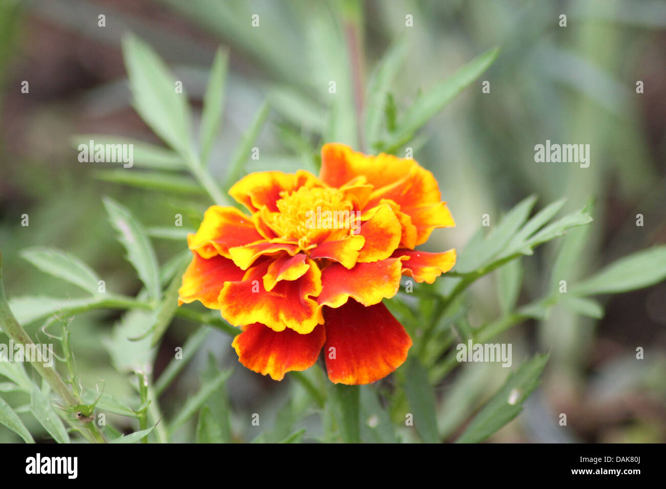 Beautiful Marigold Flower Stock Photo - Alamy