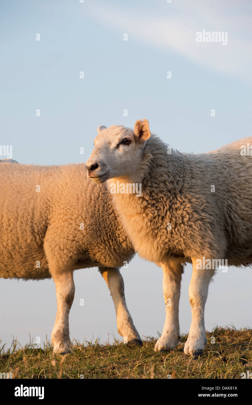 Cheviot sheep hi-res stock photography and images - Alamy