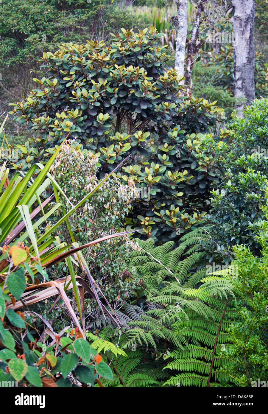 Montane temperate forest hi-res stock photography and images - Alamy