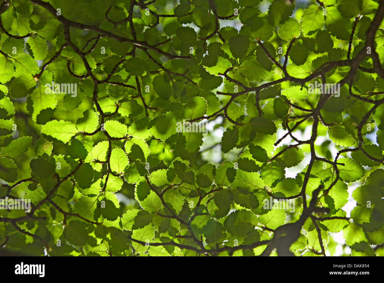 Southern beech (Nothofagus spec.), branches in backlight, Argentina ...