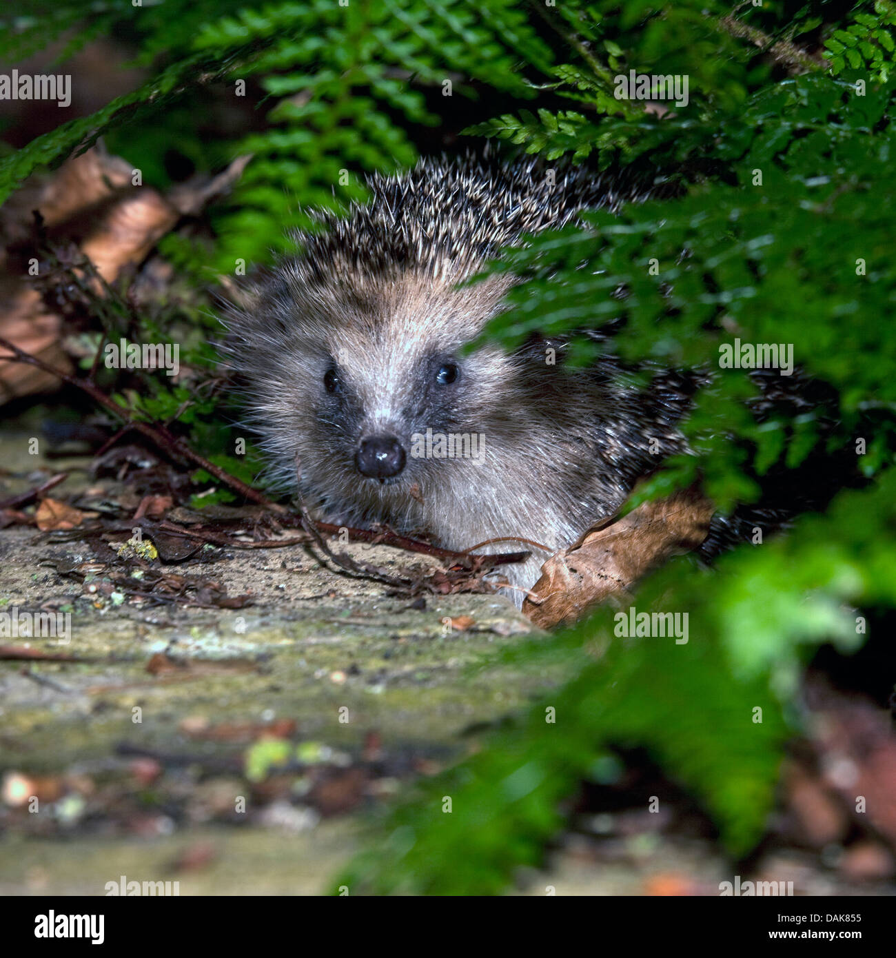 European hedgehog hi-res stock photography and images - Alamy