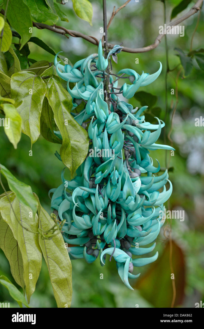 Jade Vine: Strongylodon macrobotrys Stock Photo - Alamy