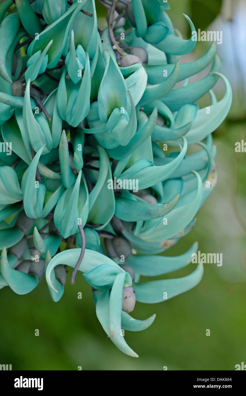 Jade Vine: Strongylodon macrobotrys Stock Photo - Alamy