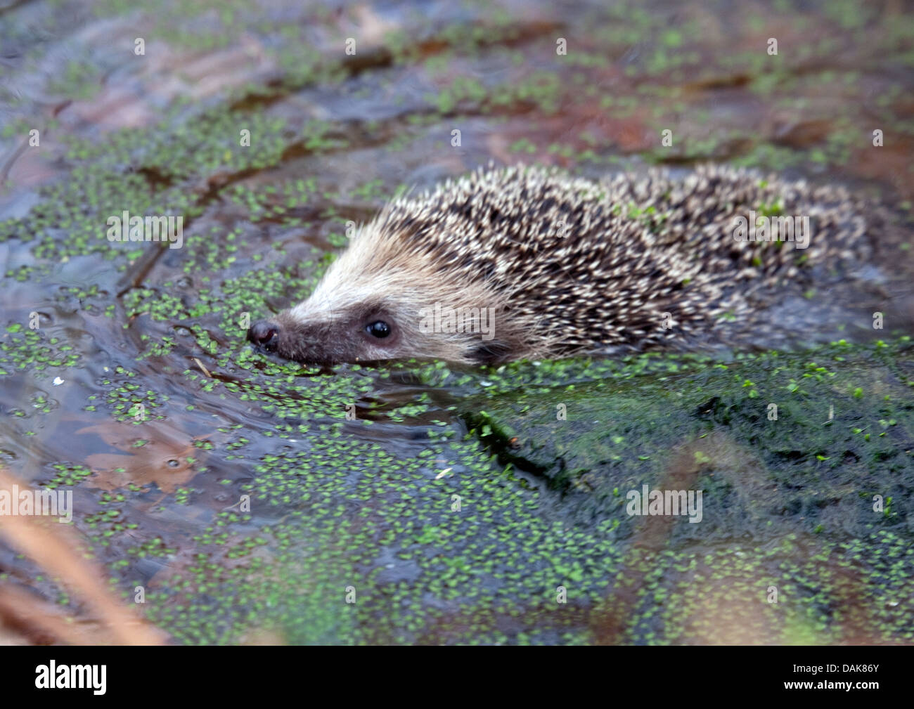 Hedgehogs Swimming