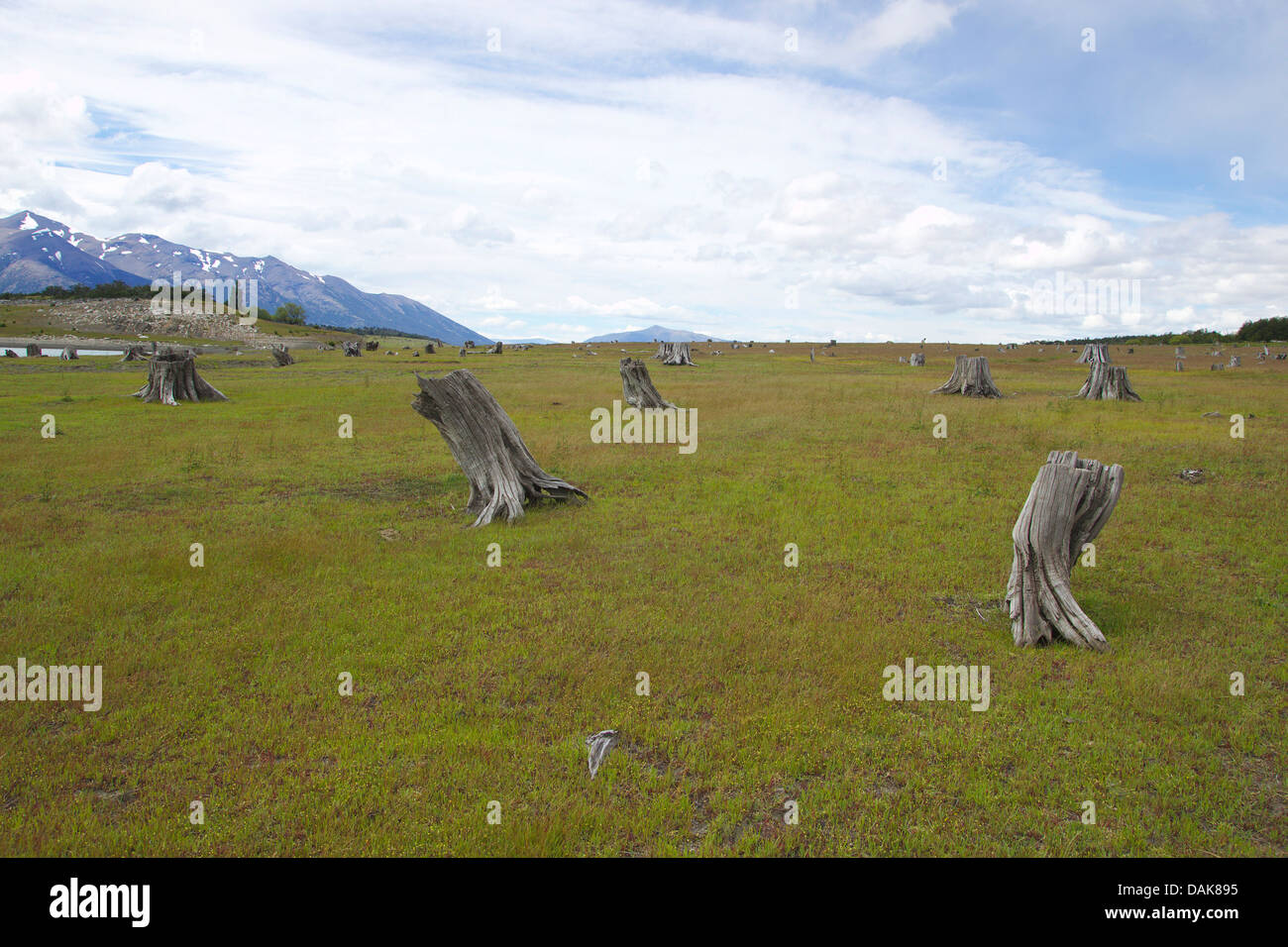 Argentinian tree hi-res stock photography and images - Alamy