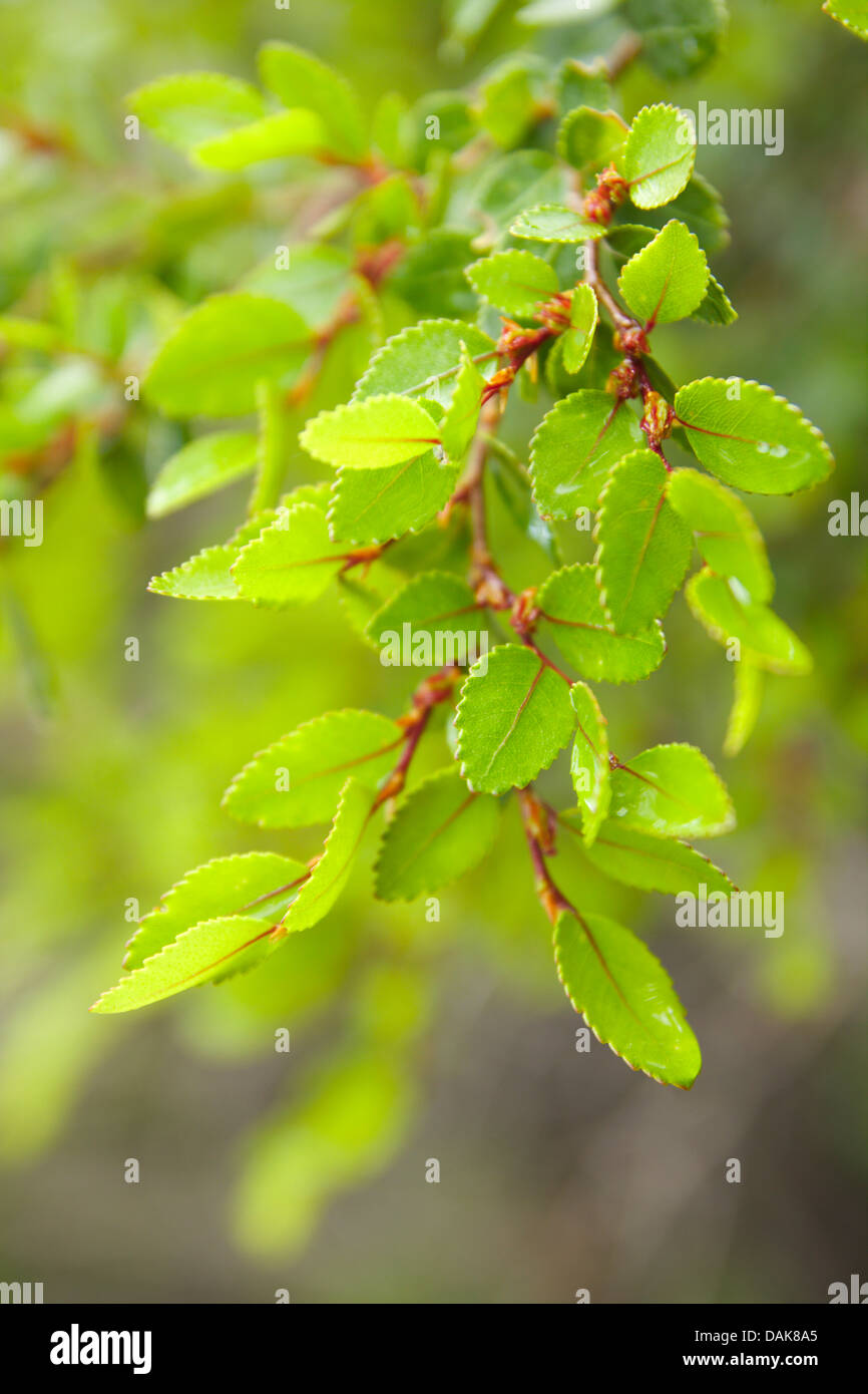 Southern beech hi-res stock photography and images - Alamy