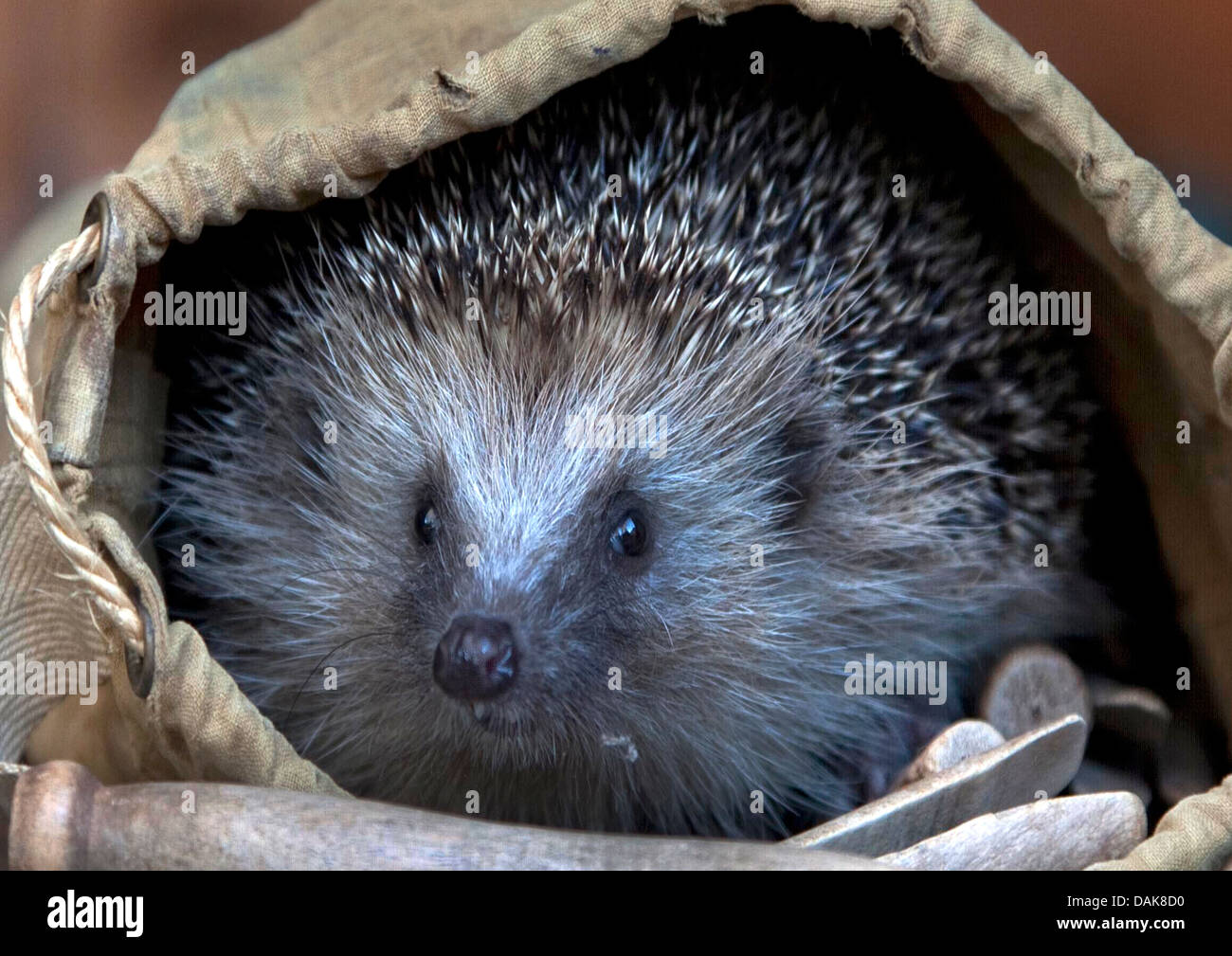 European hedgehog in garden Stock Photo - Alamy