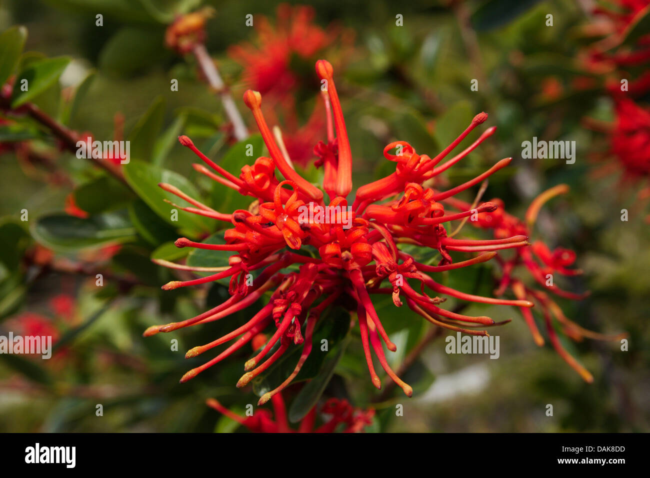 Chilean fire bush (Embothrium coccineum), inflorescence, Chile ...