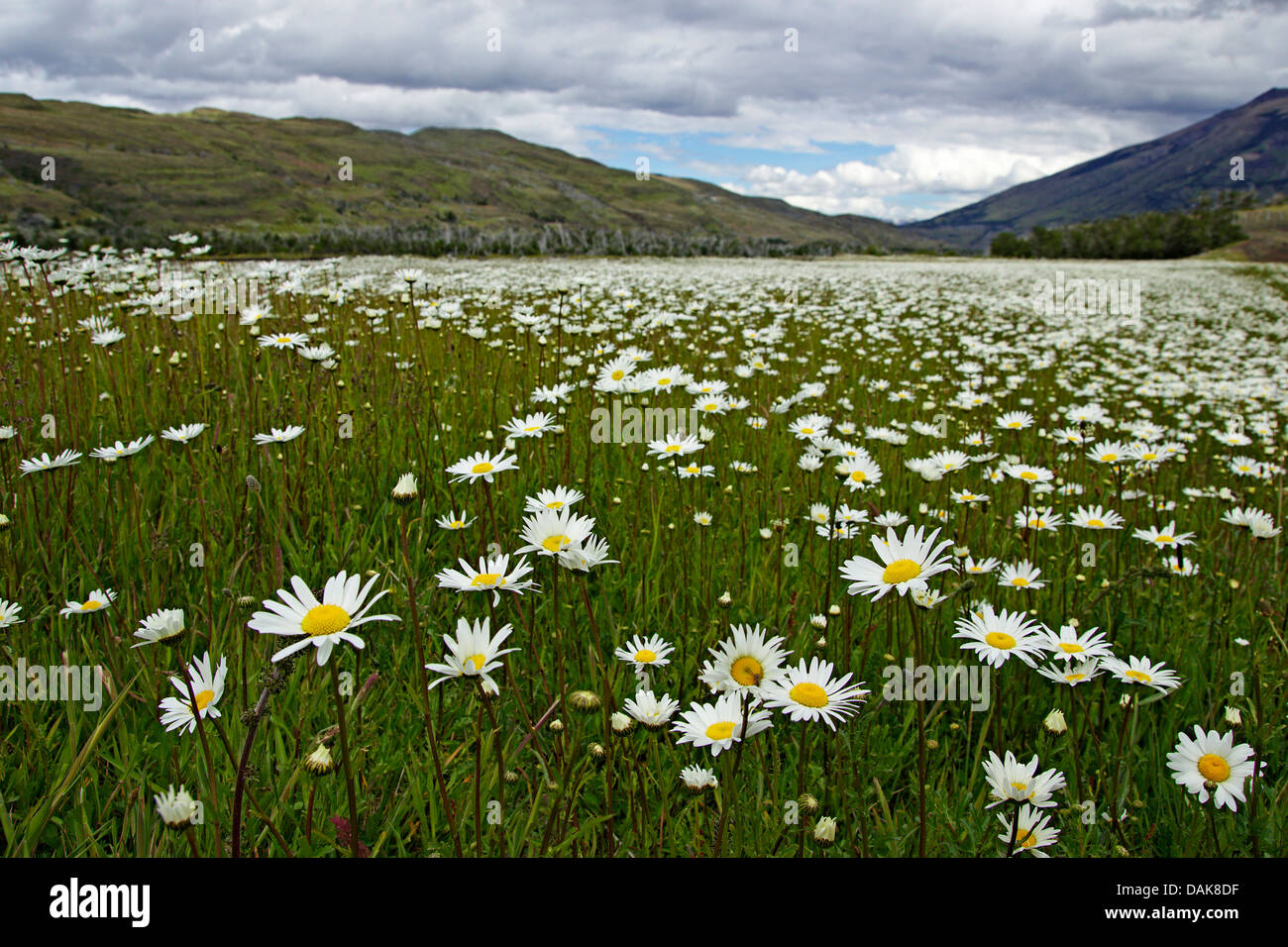daisy meadow near Ser n, Chile, Patagonia, Torres del Paine National ...