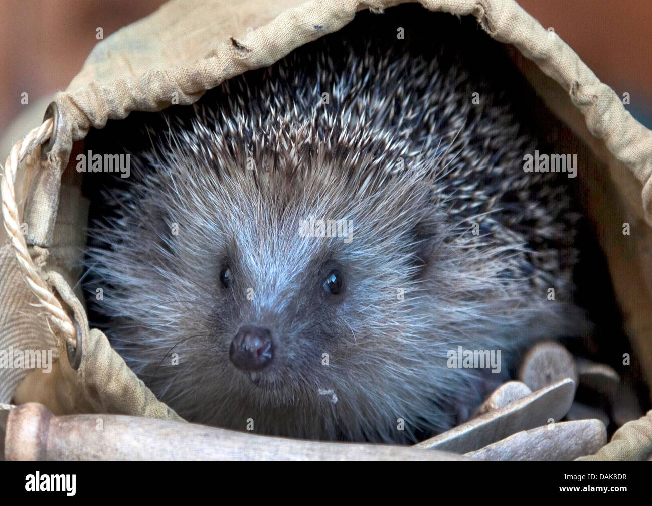 Hedgehog nest hi-res stock photography and images - Alamy