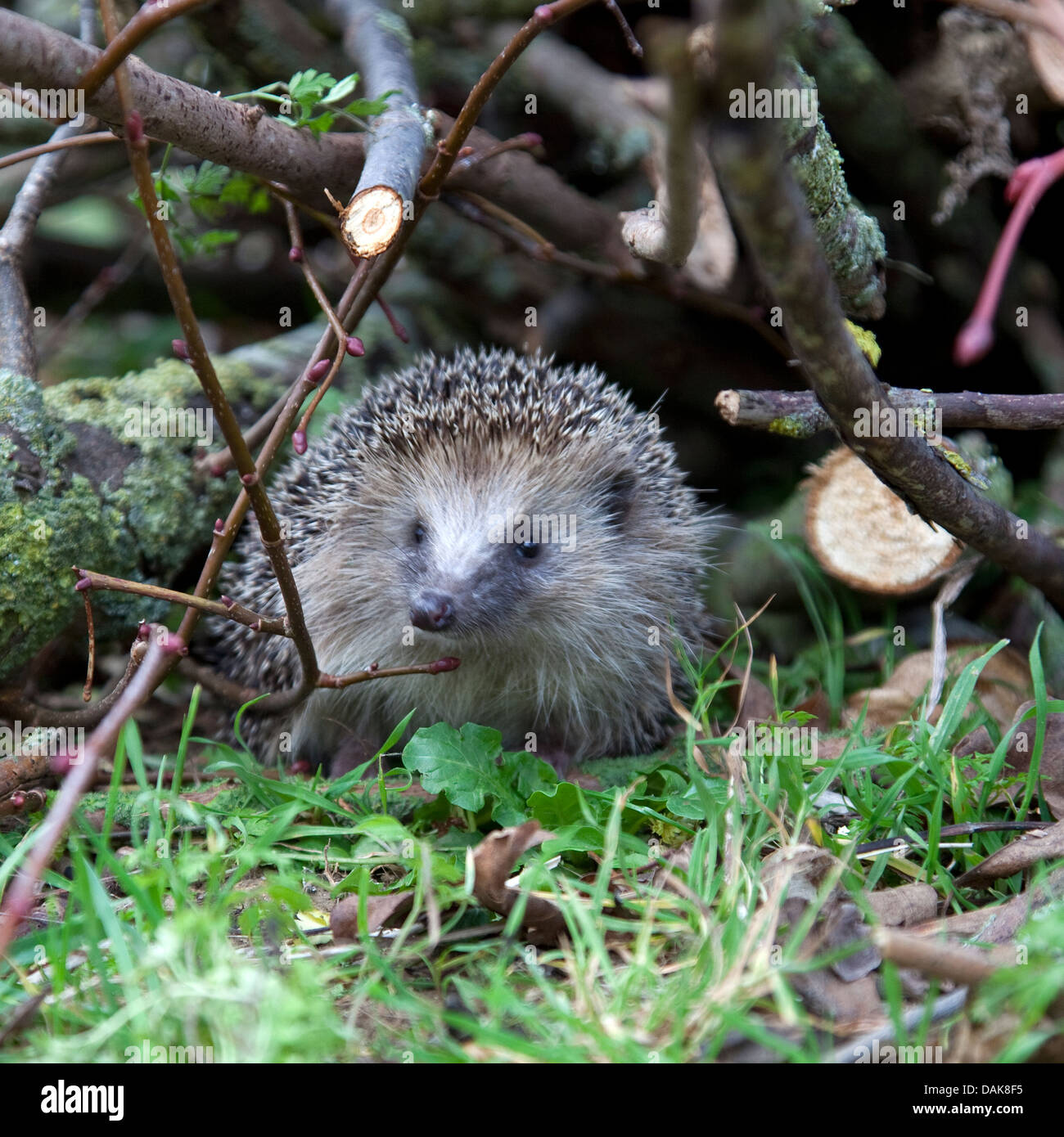 European hedgehog in garden log pile Stock Photo - Alamy