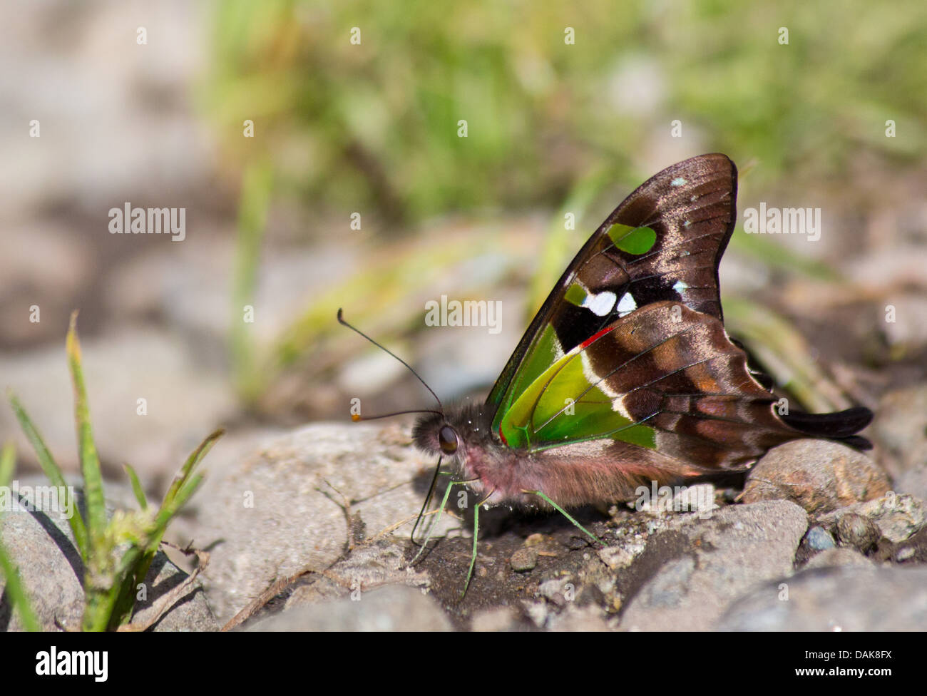 Purple-spotted Swallowtail (Graphium weiskei) butterfly, Papua New ...