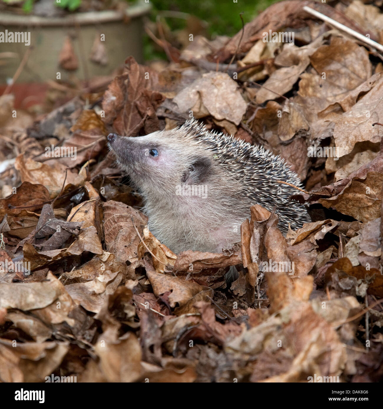 Leaf pile hedgehog hi-res stock photography and images - Alamy