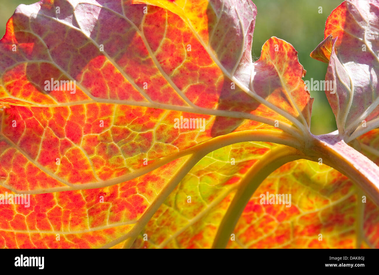 Red yellow colours hi-res stock photography and images - Alamy