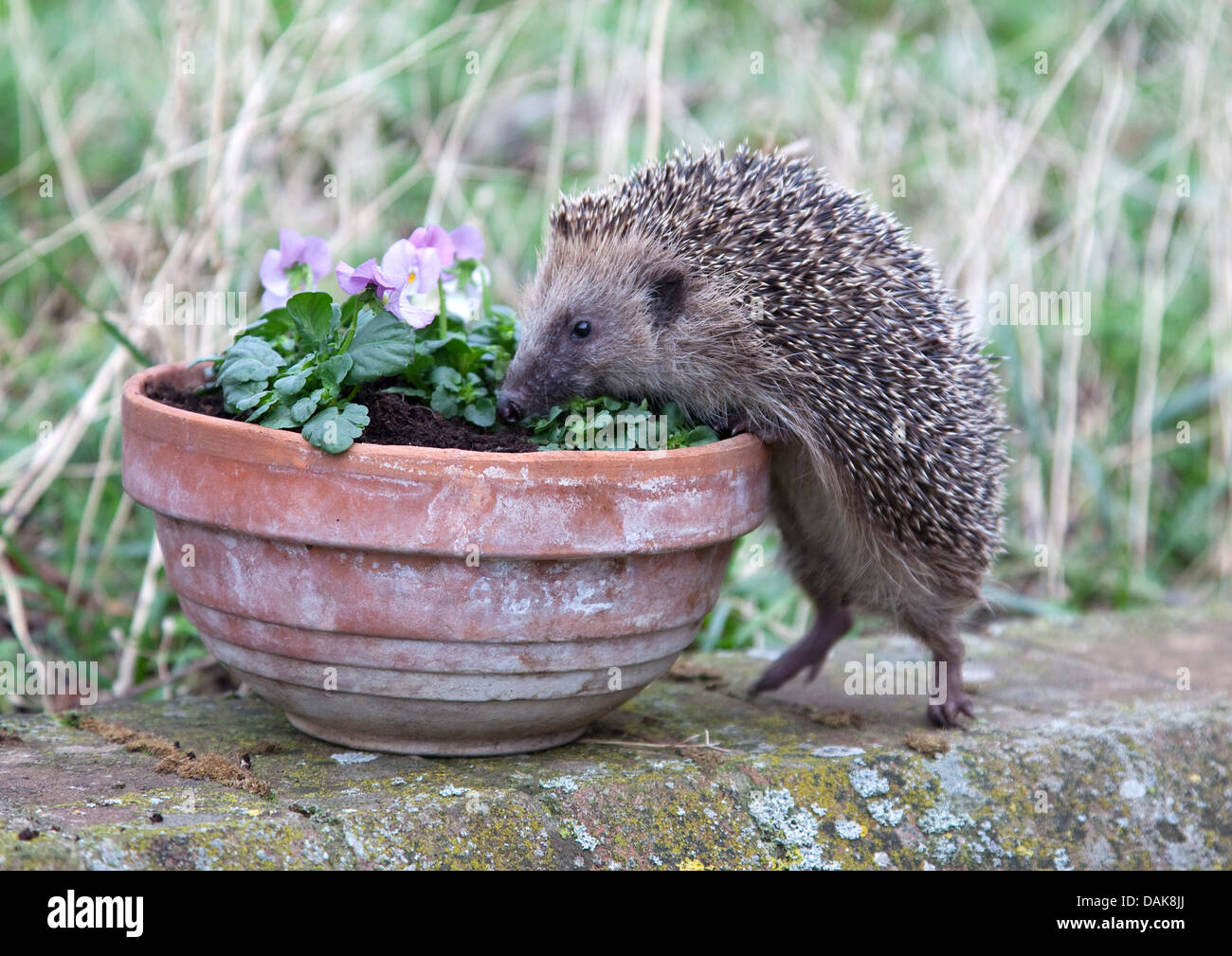 European hedgehog hi-res stock photography and images - Alamy