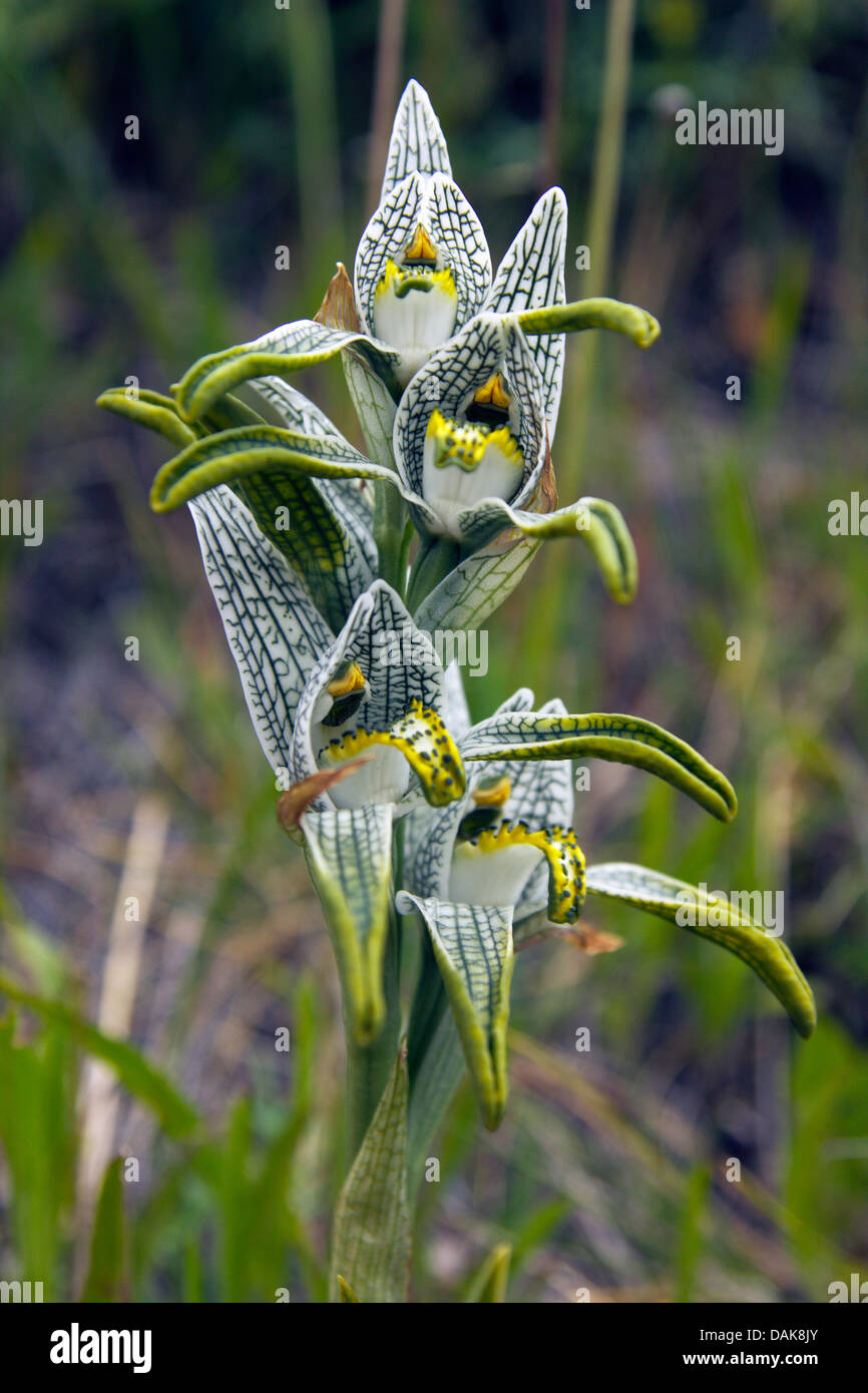 Porcelain Orchid (Chloraea patagonica), blooming, Chile, Patagonia ...
