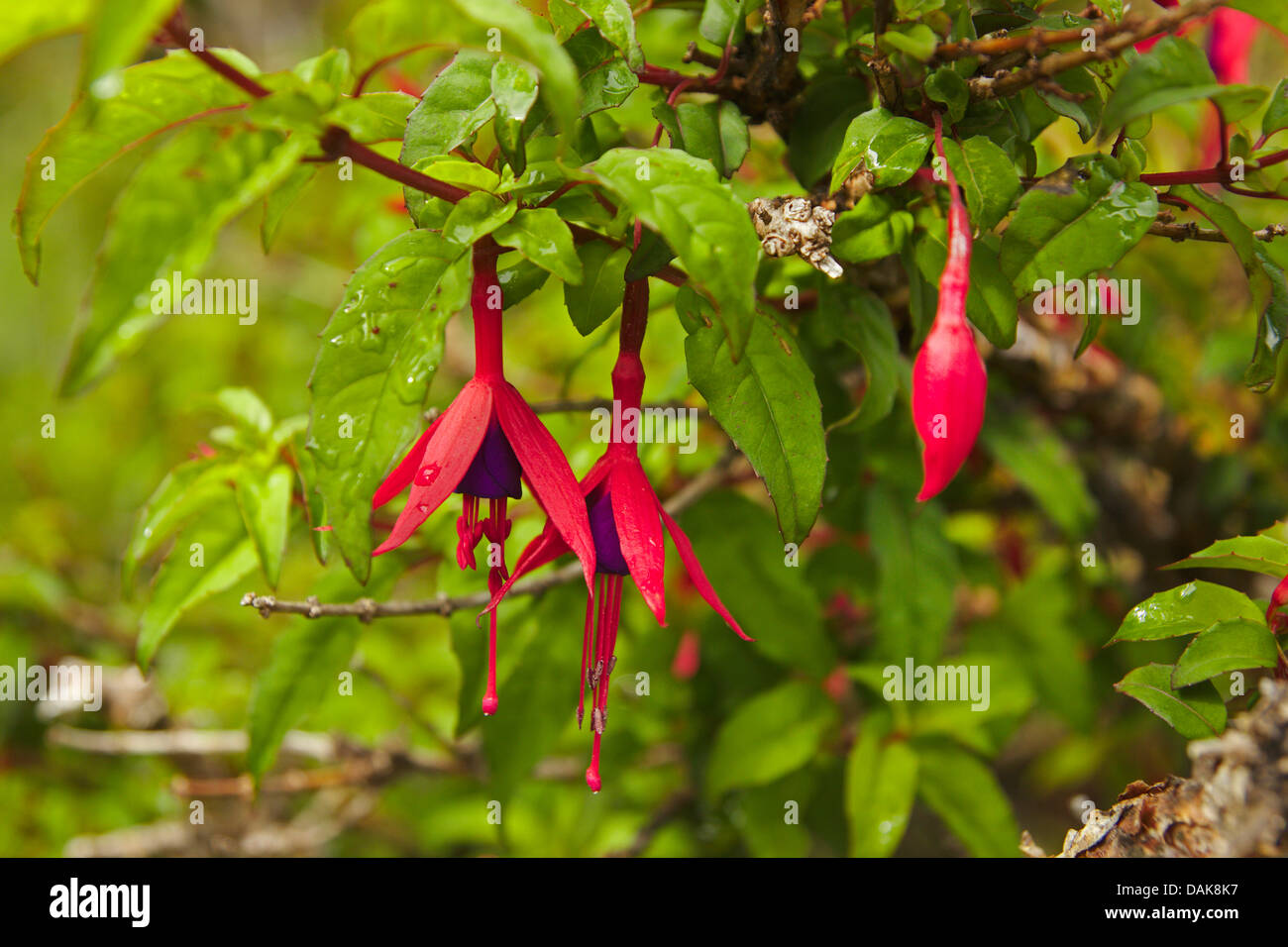 Wild fuchsia chile hi-res stock photography and images - Alamy