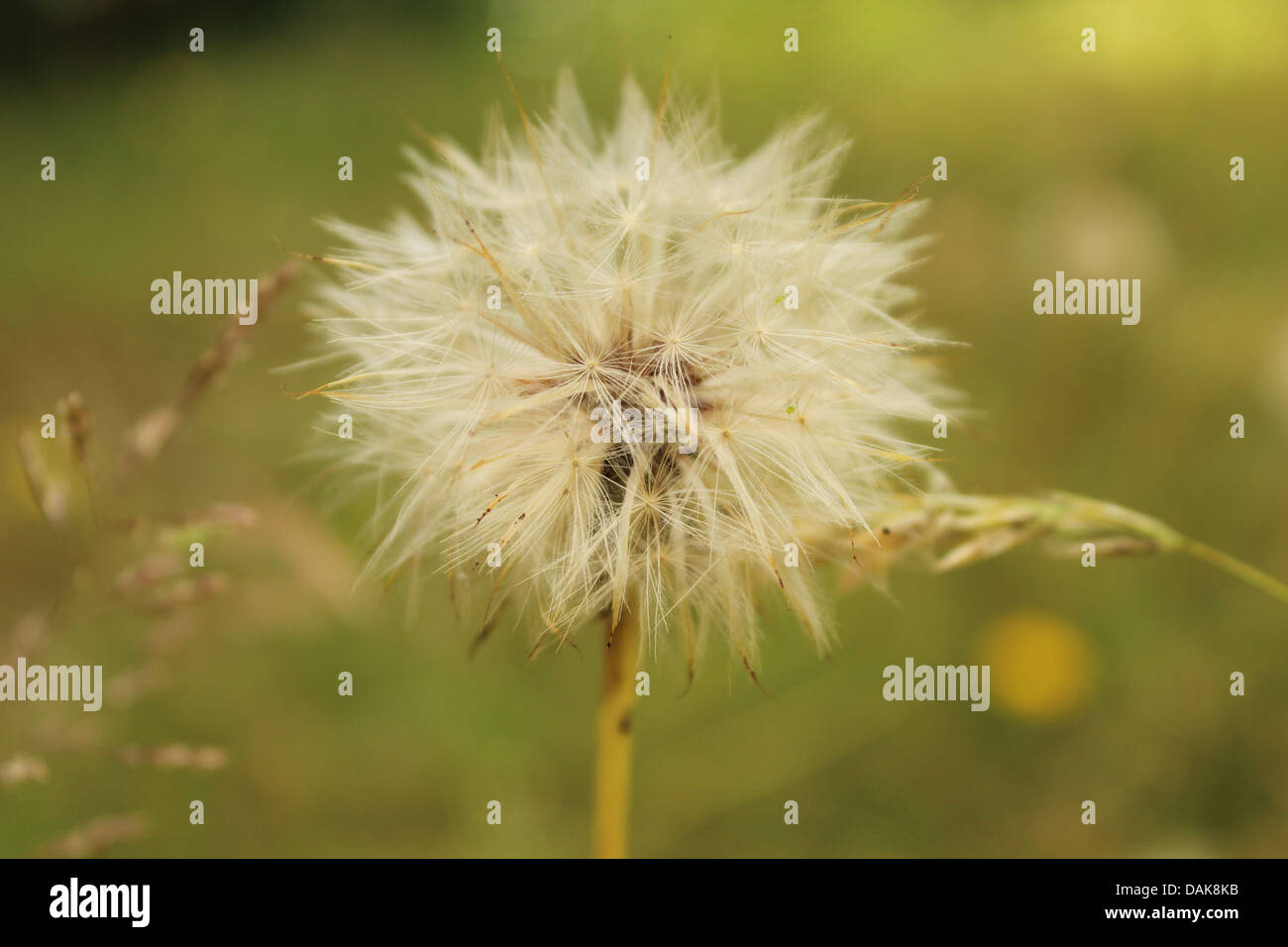 Dandelion summer flower hi-res stock photography and images - Alamy