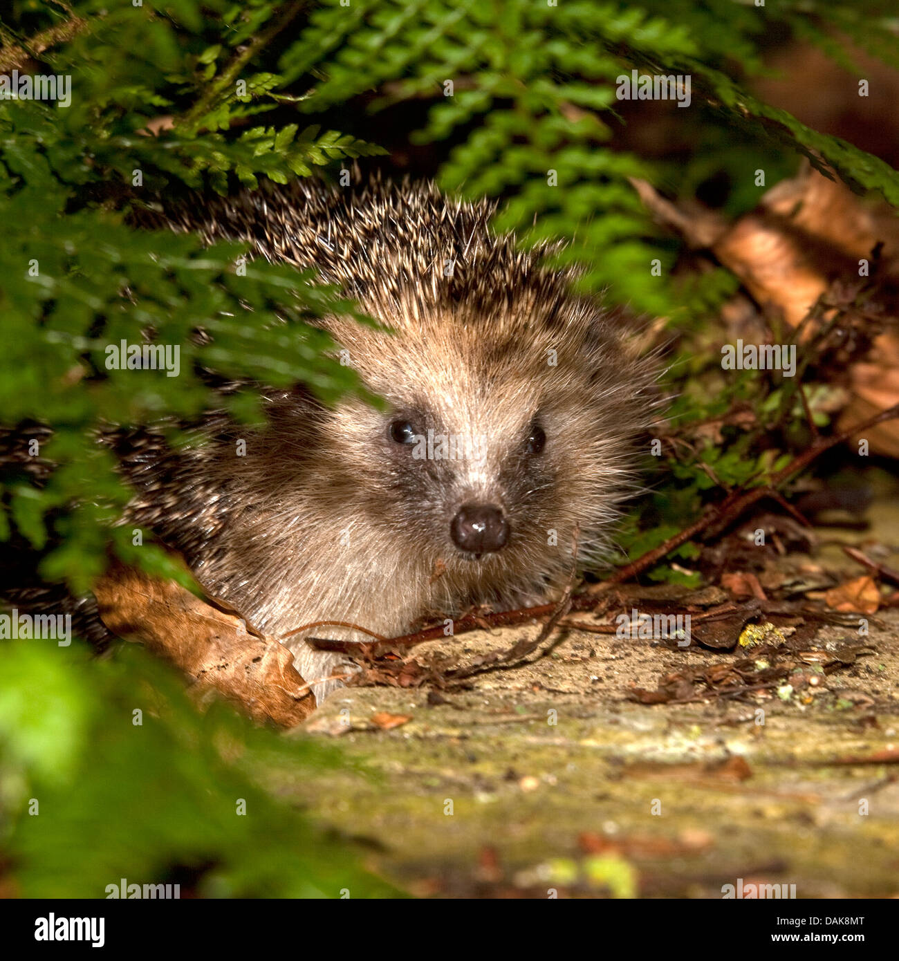 Hedgehog hide hi-res stock photography and images - Alamy