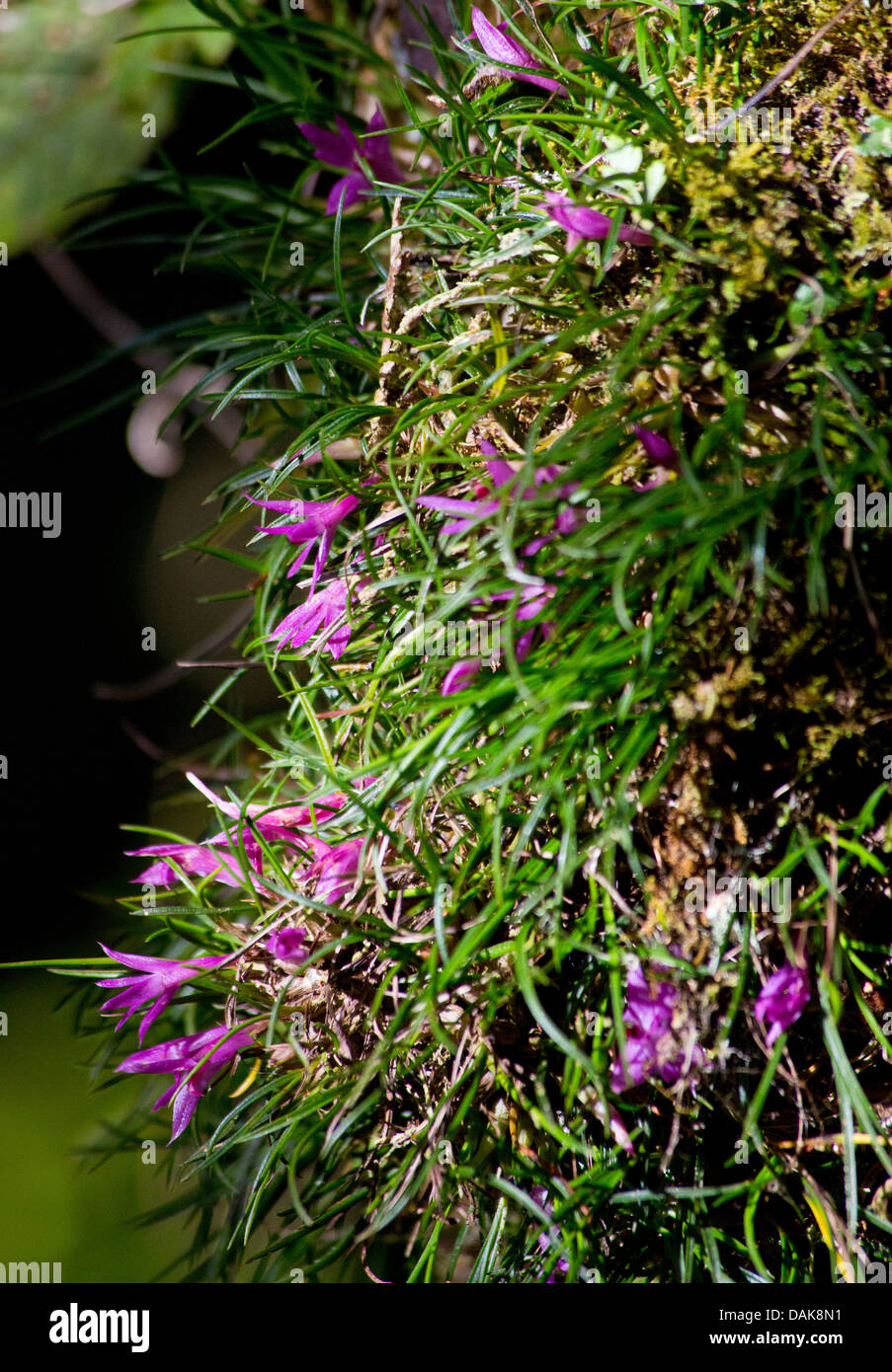 Wild Dendrobium Hellwigianum orchid, Enga Province, Papua New Guinea ...