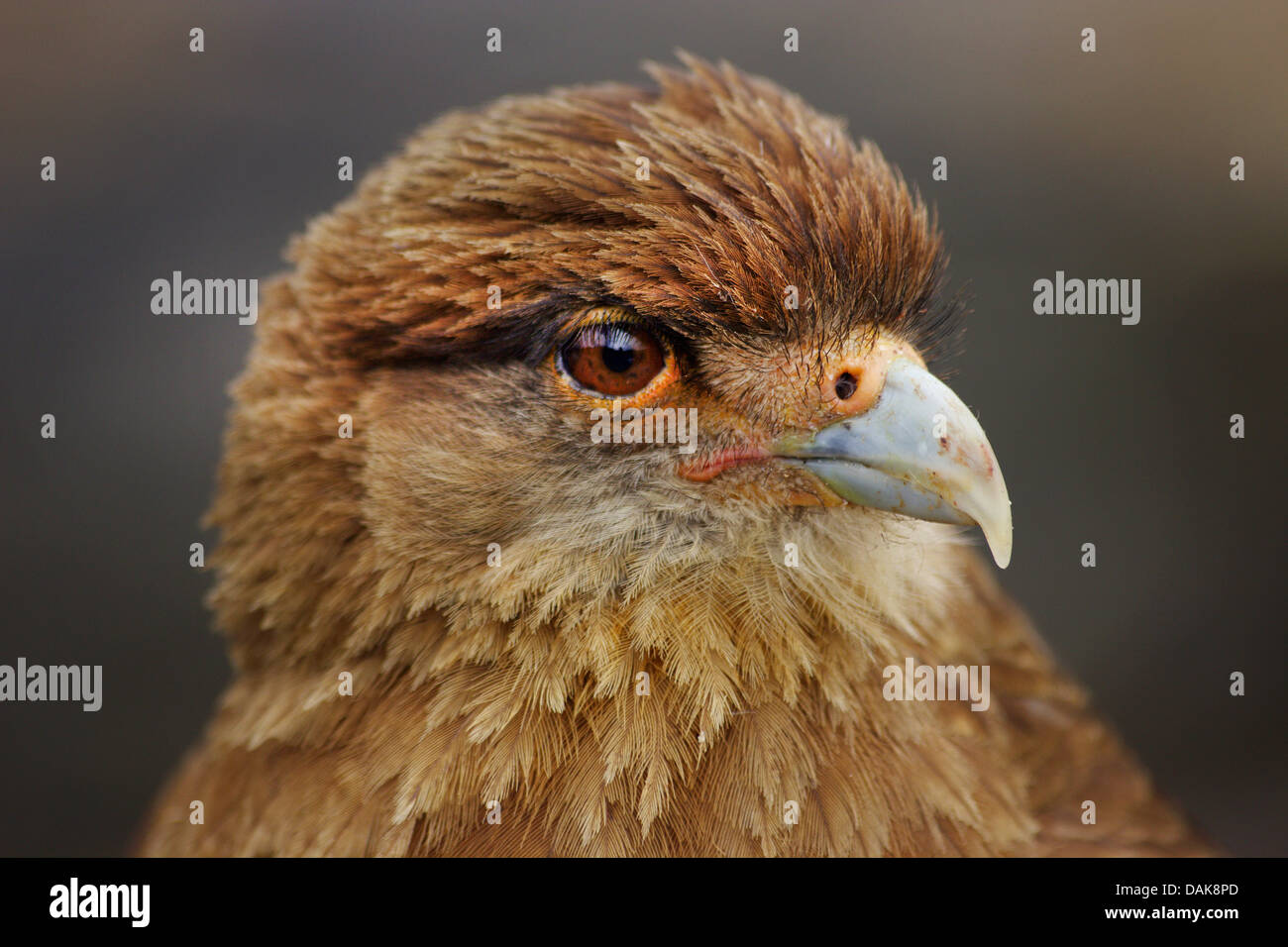 chimango (Milvago chimango), portrait, Argentina, Tierra del Fuego ...
