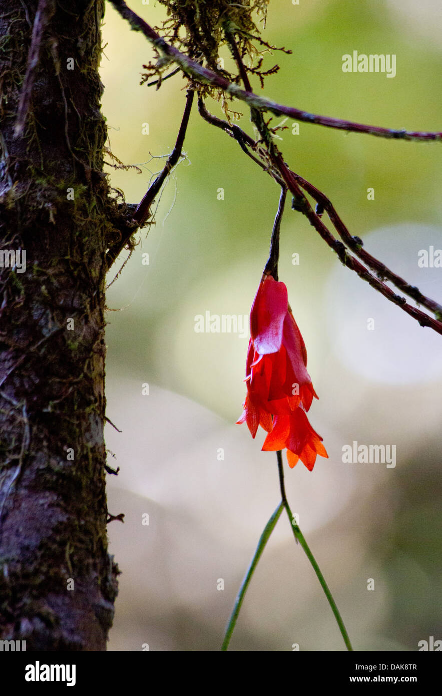 Wild Dendrobium cuthbertsonii orchid growing on a rainforest tree in ...