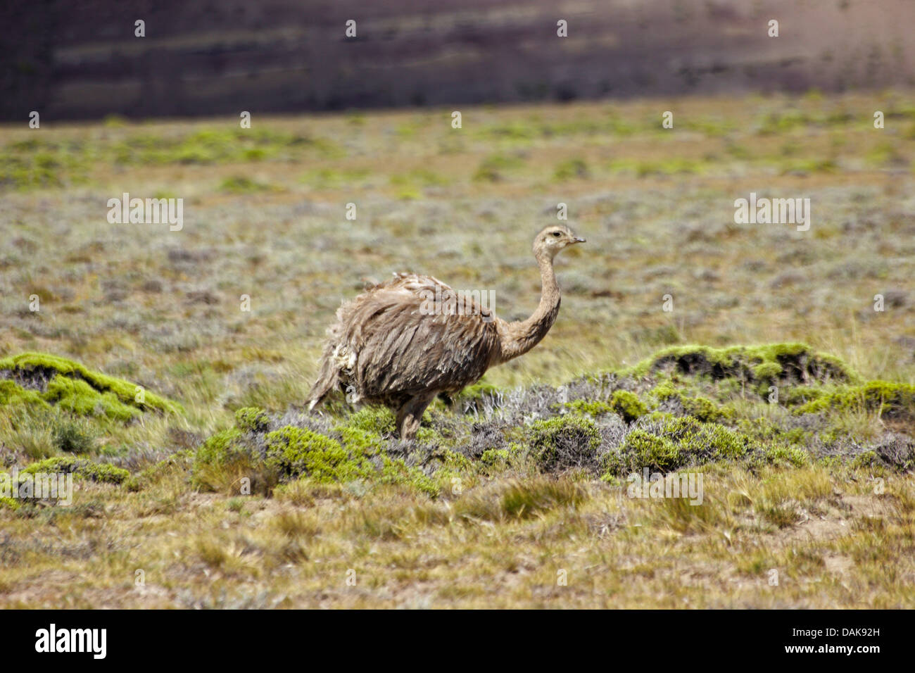 greater rhea (Rhea americana), at the highlands, Argentina, Patagonia ...