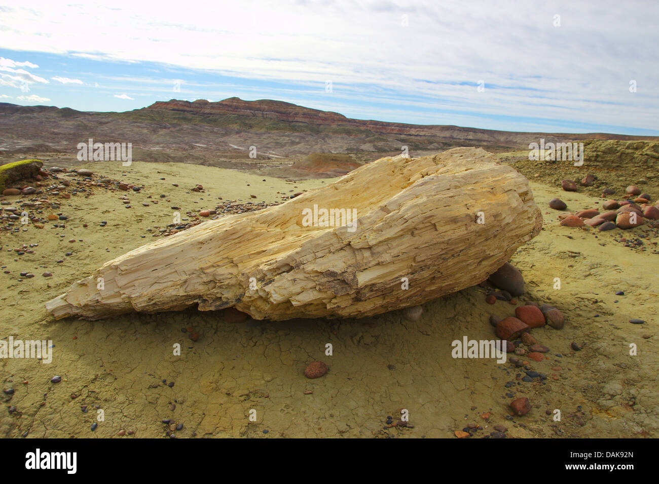 Bosque petrificado hi-res stock photography and images - Alamy