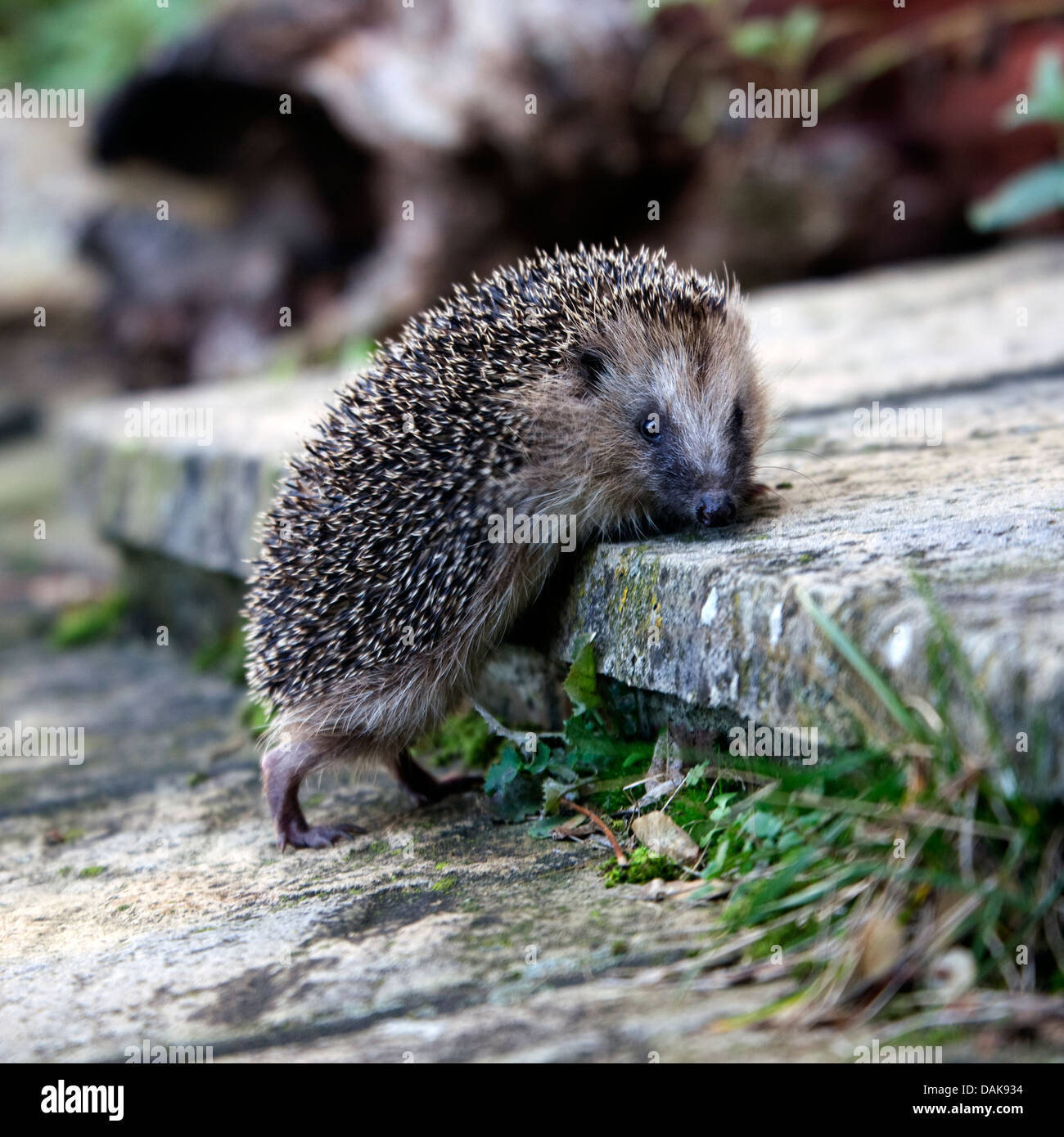 European hedgehog climbing garden steps Stock Photo - Alamy
