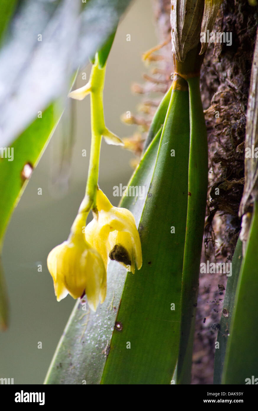 Wild Dendrobium Geotropum orchid, Enga Province, Papua New Guinea Stock ...