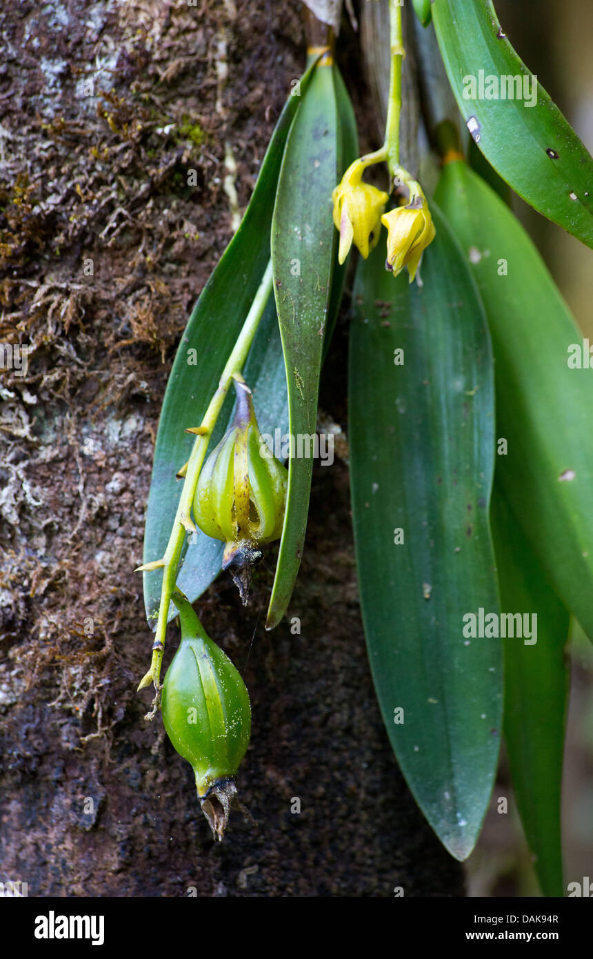 Wild Dendrobium Geotropum orchid, Enga Province, Papua New Guinea Stock ...