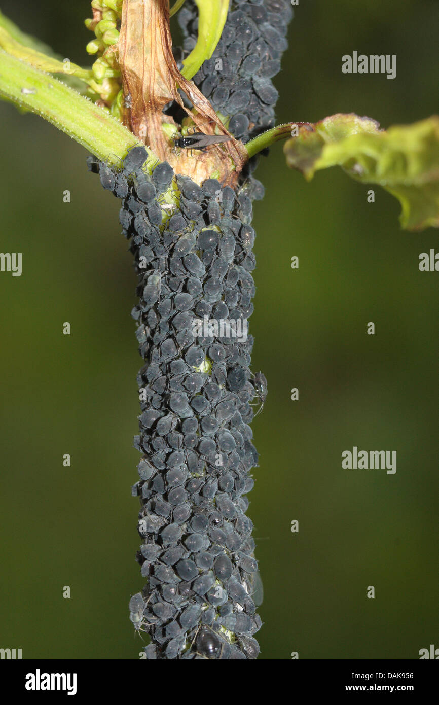 Black bean aphid Stock Photo - Alamy