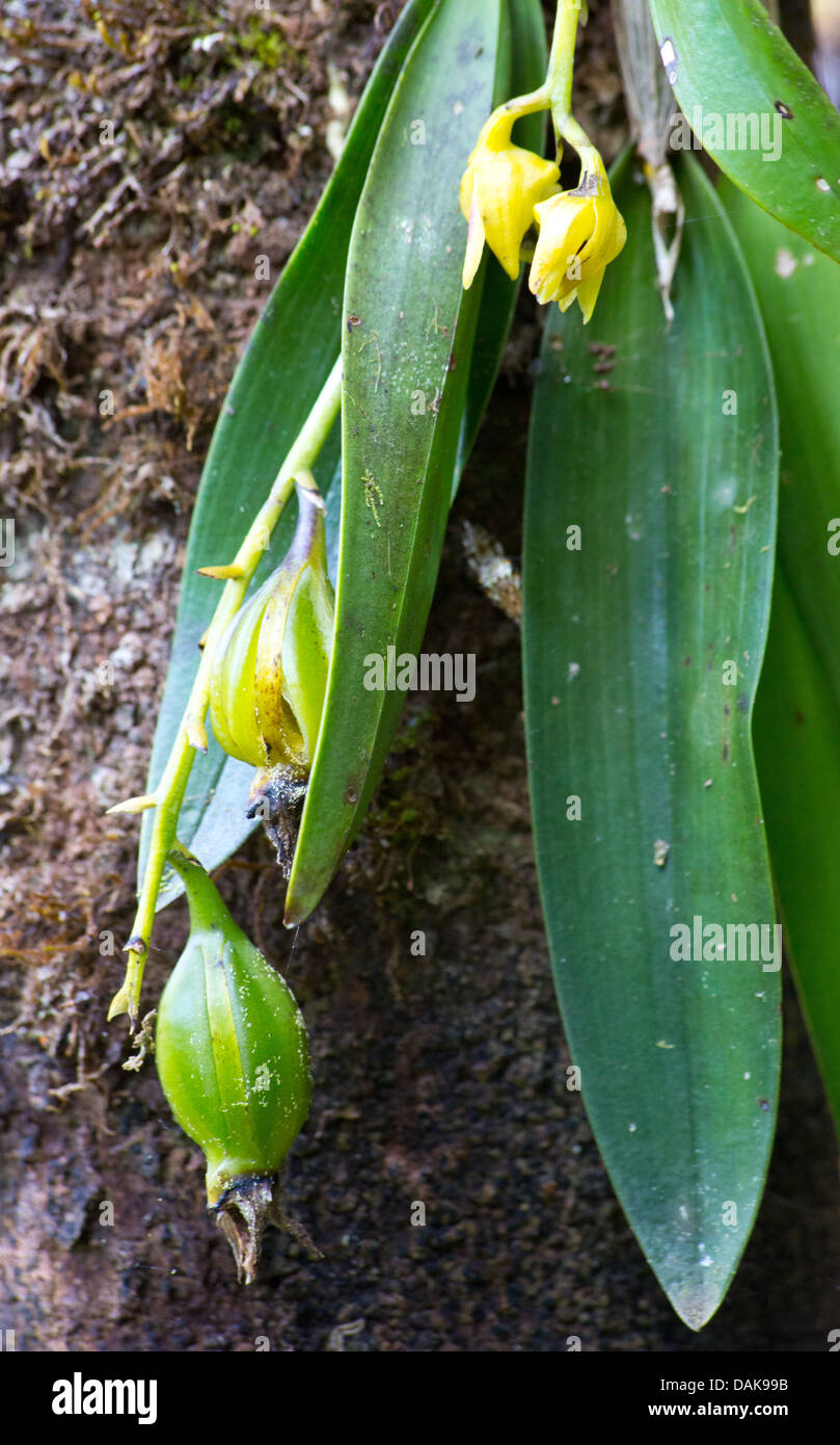 Wild Dendrobium Geotropum orchid, Enga Province, Papua New Guinea Stock ...