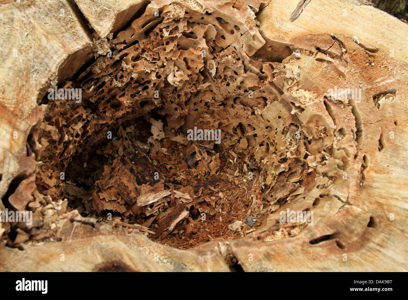 Rot rots rotting hi-res stock photography and images - Alamy