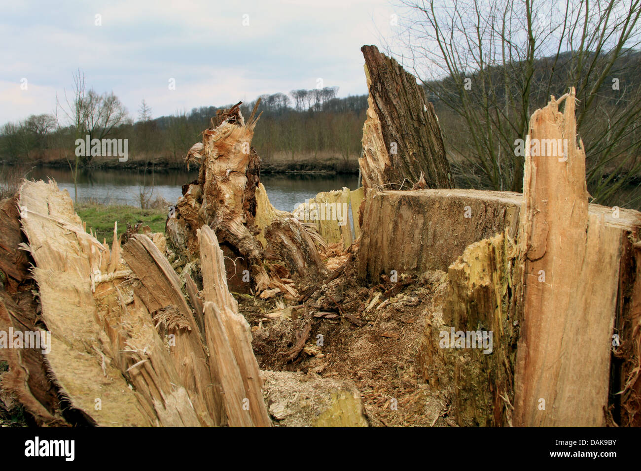 willow, osier (Salix spec.), hollow copped down tree trunk with heart ...