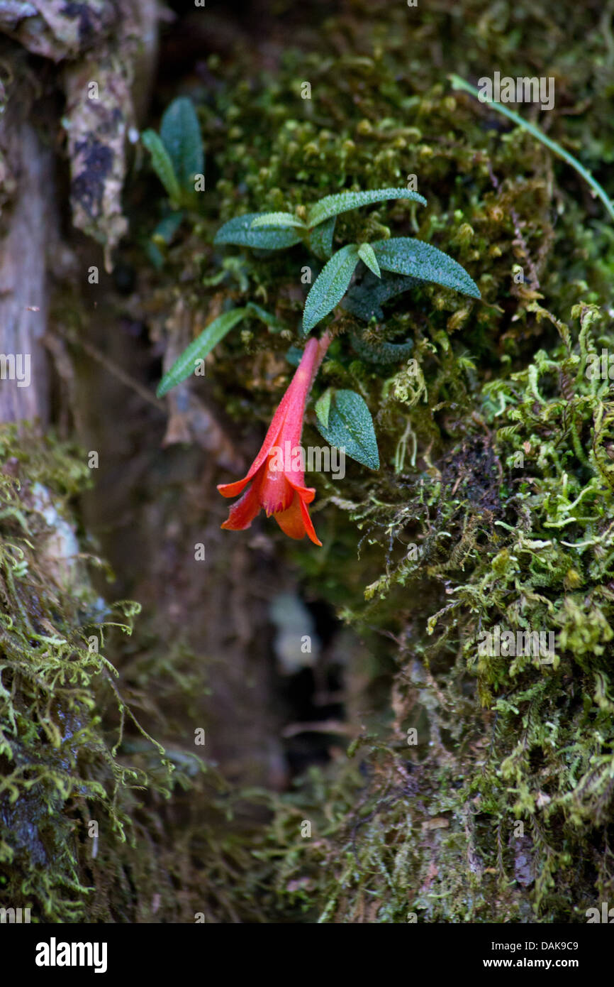 Wild Dendrobium cuthbertsonii orchid growing on a rainforest tree in ...