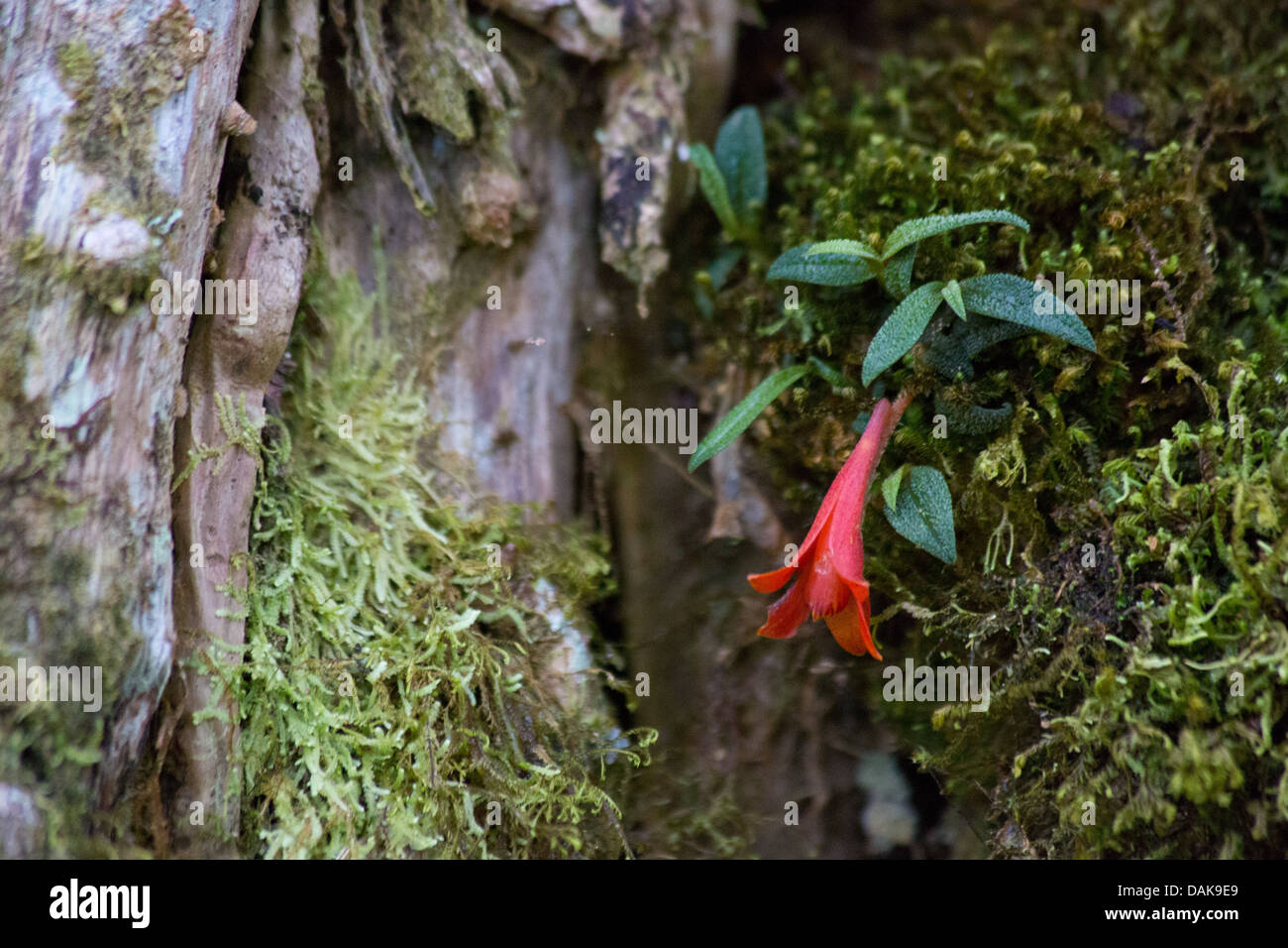 Wild Dendrobium cuthbertsonii orchid growing on a rainforest tree in ...