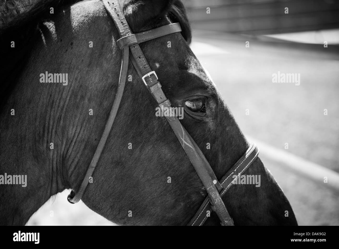 Close Up Horse Wearing Bridle High Resolution Stock Photography and ...