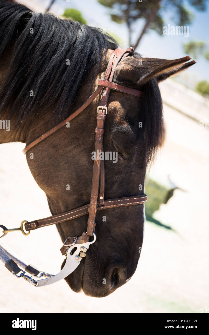 Close Up Horse Wearing Bridle High Resolution Stock Photography and ...