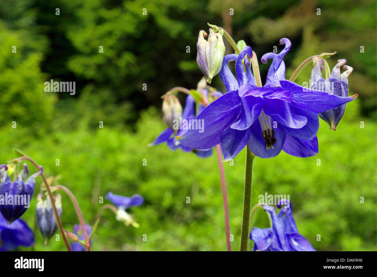 European columbine aquilegia vulgaris hi-res stock photography and ...