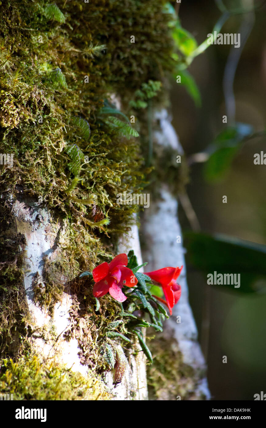 Wild Dendrobium cuthbertsonii orchid growing on a rainforest tree in ...