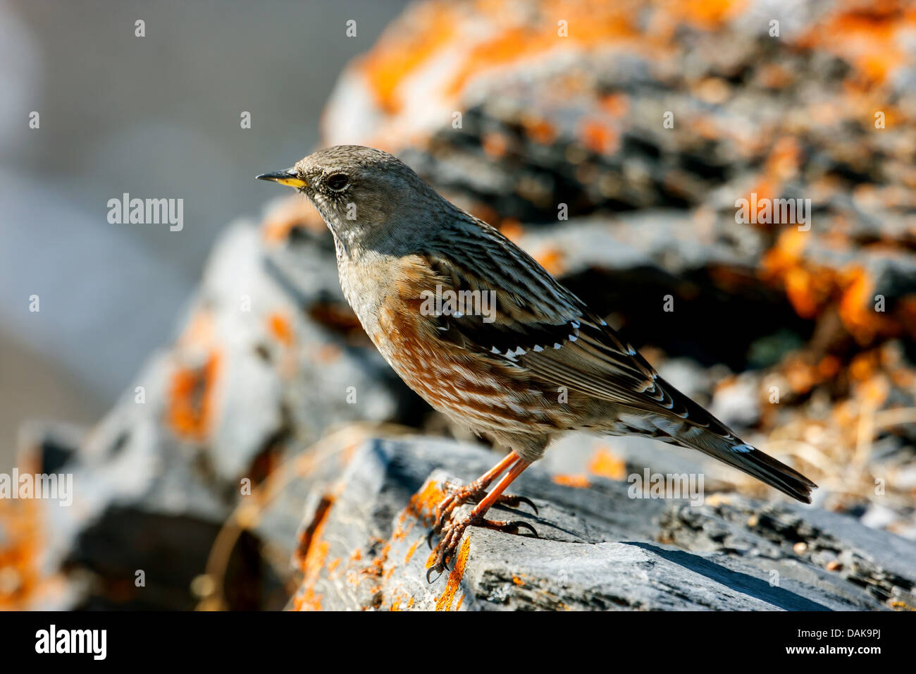 Alpine accentor (Prunella collaris), sitting on a rock with lichens ...