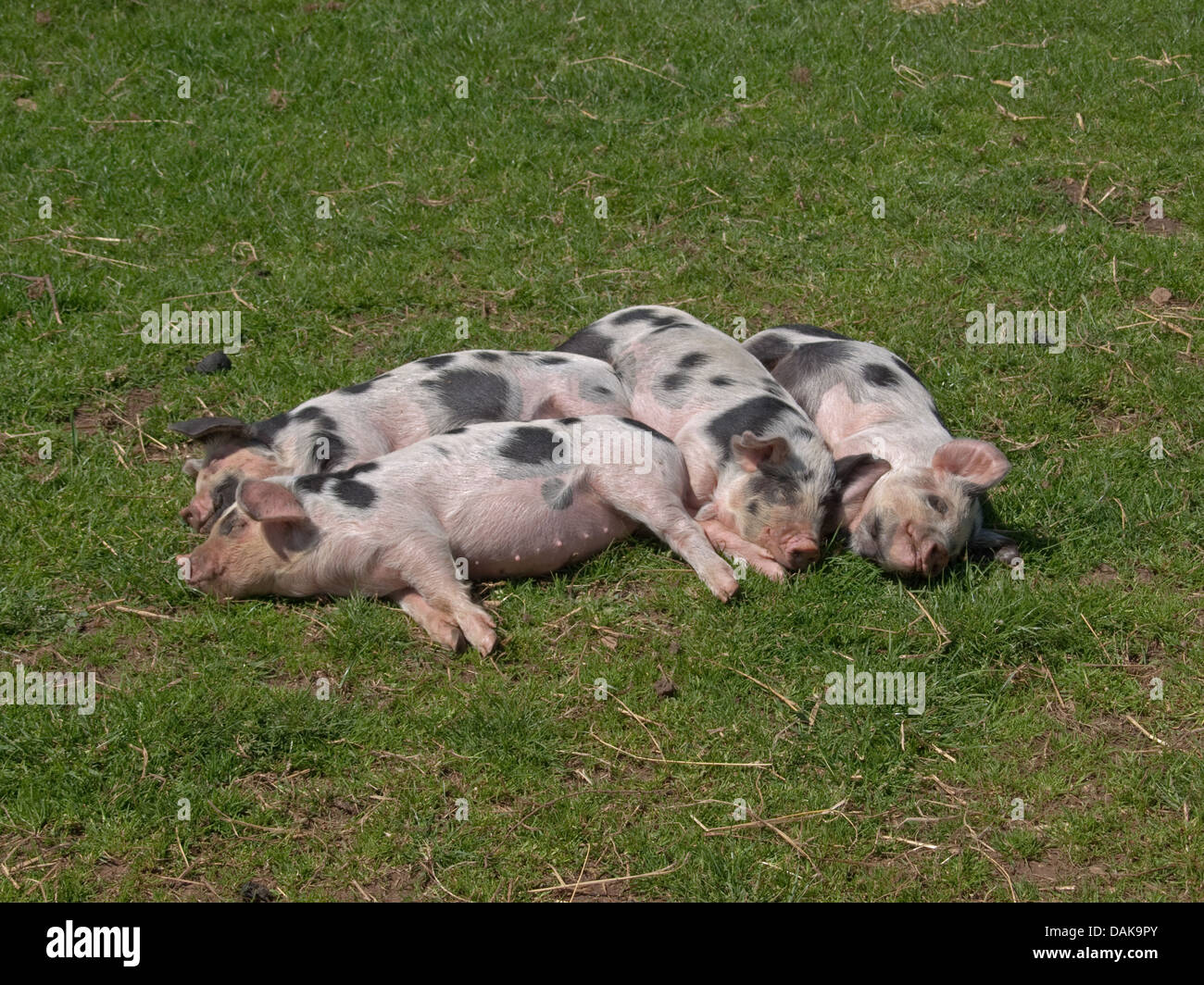 Four piglets hi-res stock photography and images - Alamy