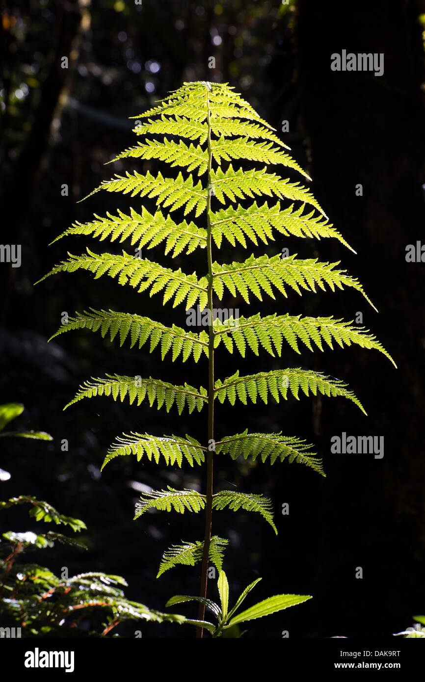 Detail of the leaf of a tree fern in cloud forest in the highlands of ...