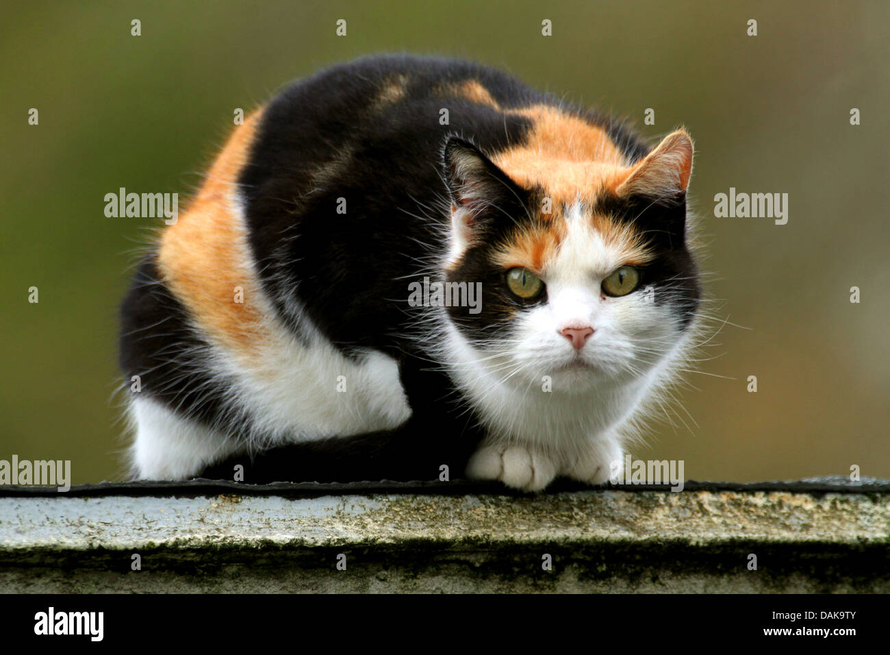 Tortoiseshell Cats High Resolution Stock Photography and Images - Alamy