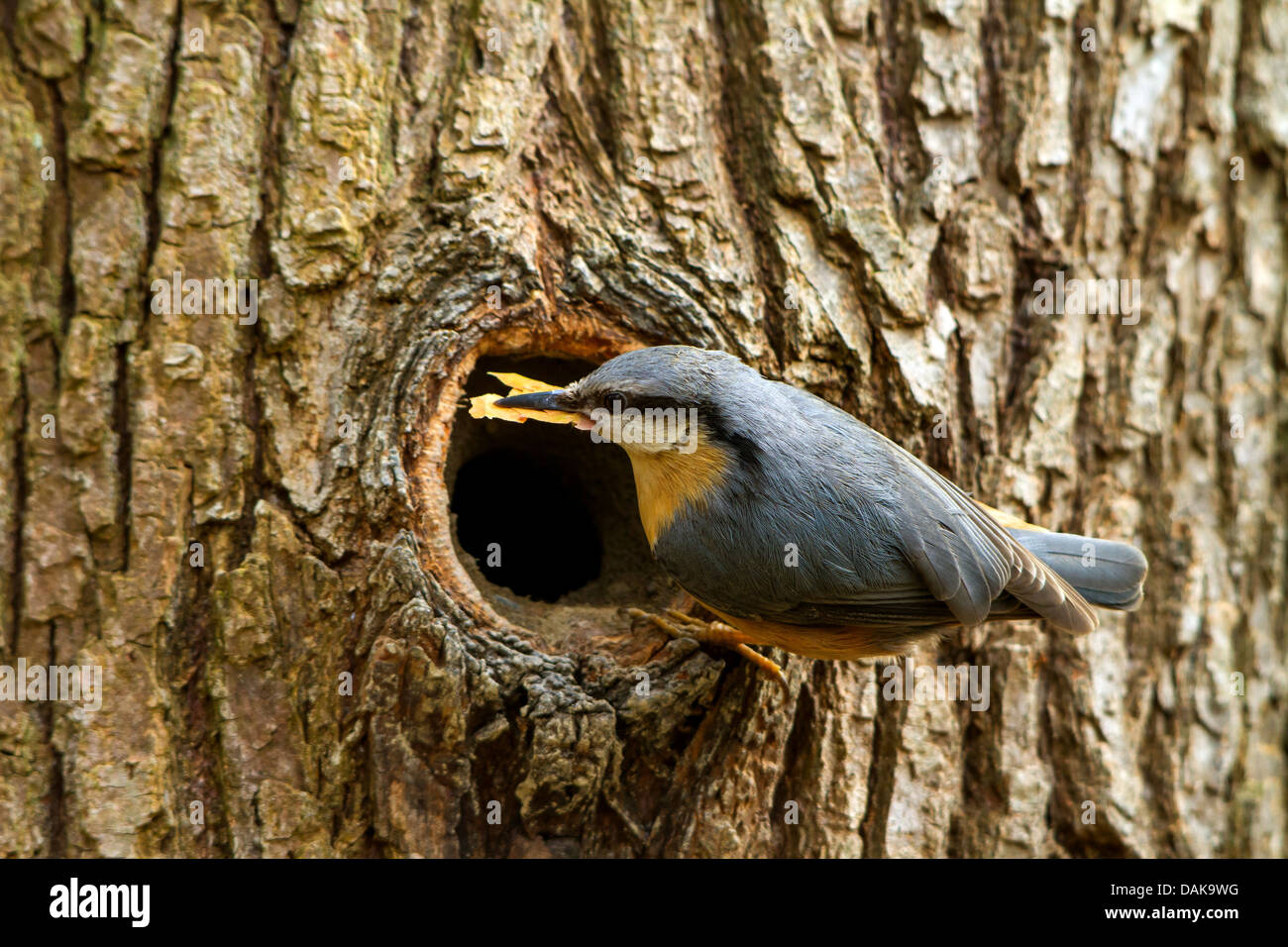 Eurasian nuthatch (Sitta europaea), at breeding cave with nesting ...