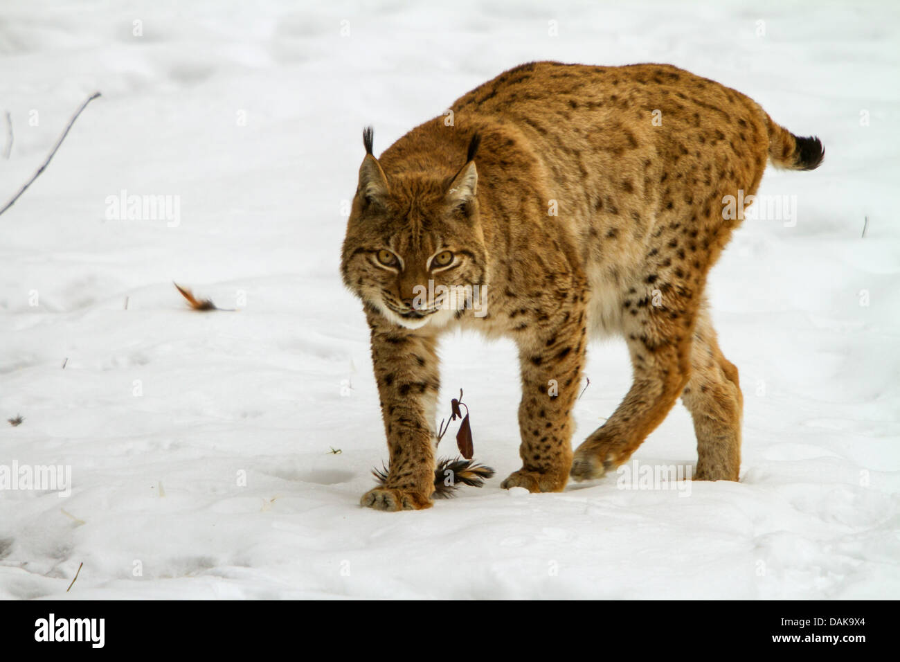 Eurasian lynx (Lynx lynx), walking on snow, Switzerland Stock Photo - Alamy
